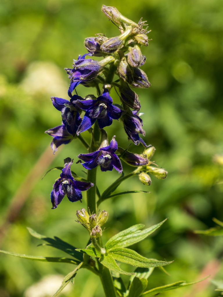 Subalpine Larkspur from Hinsdale County, CO, USA on June 14, 2022 at 01 ...