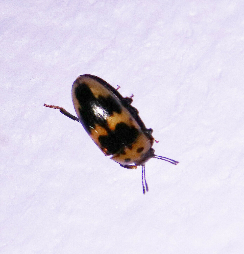 Ischyrus proximus desde Chapala, Jalisco, Mexico el 18 de junio de 2022 ...