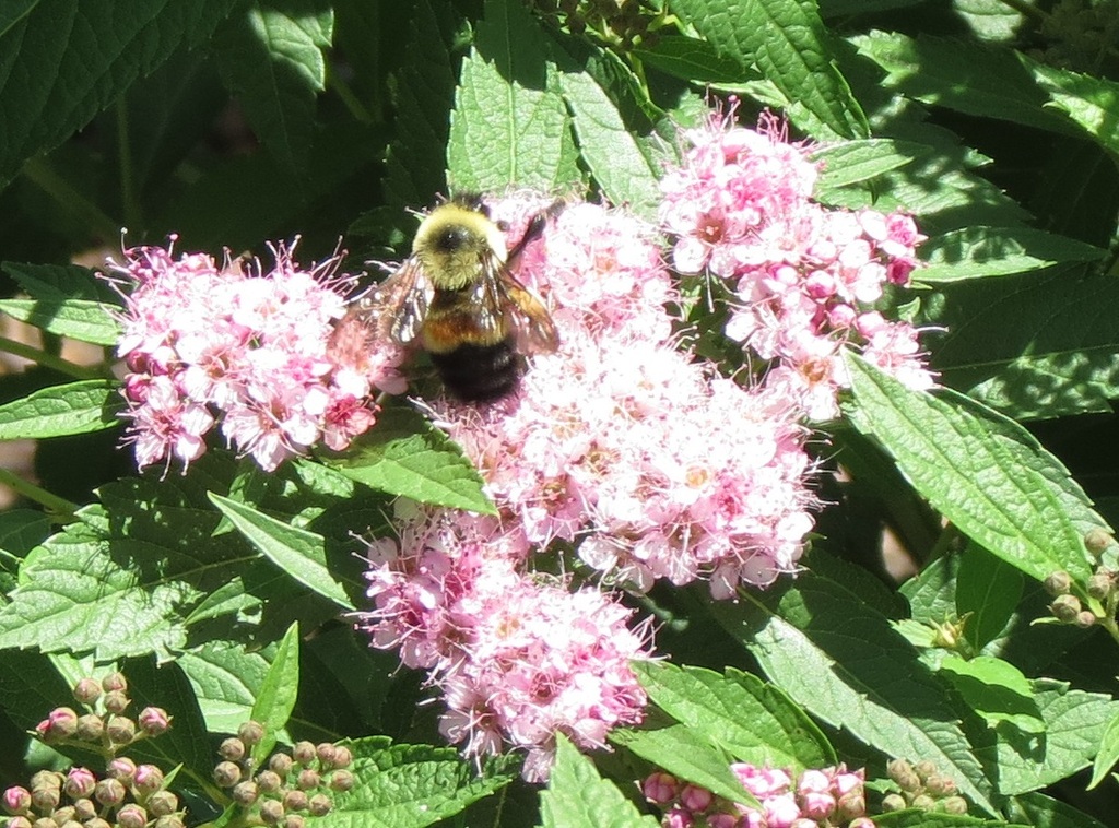Rusty-patched Bumble Bee in June 2022 by wmct276. Observation was 483 ...