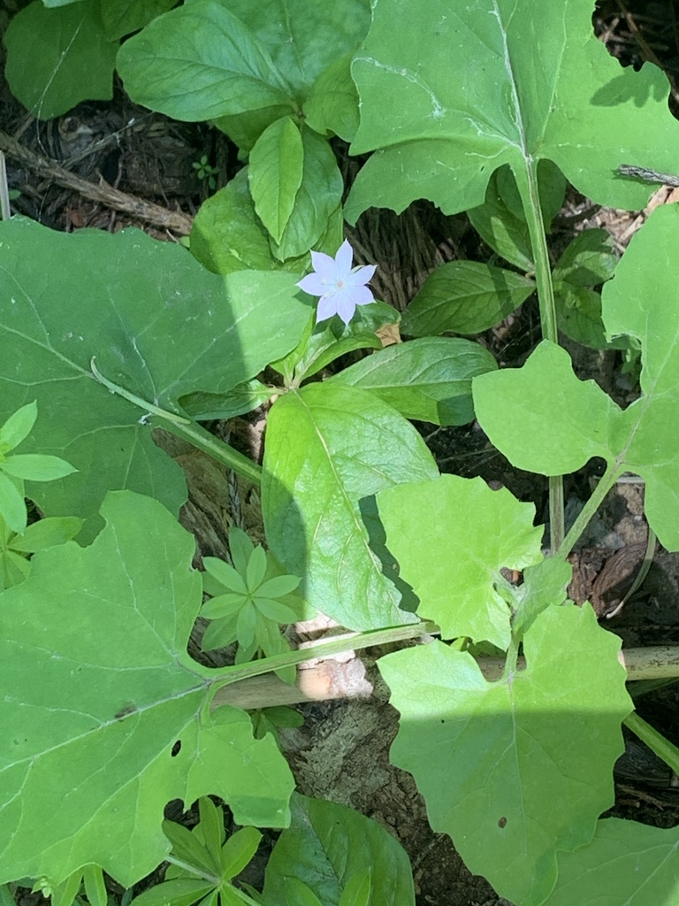 Western Starflower from Calaveras Big Trees, Calveras Big Trees State ...