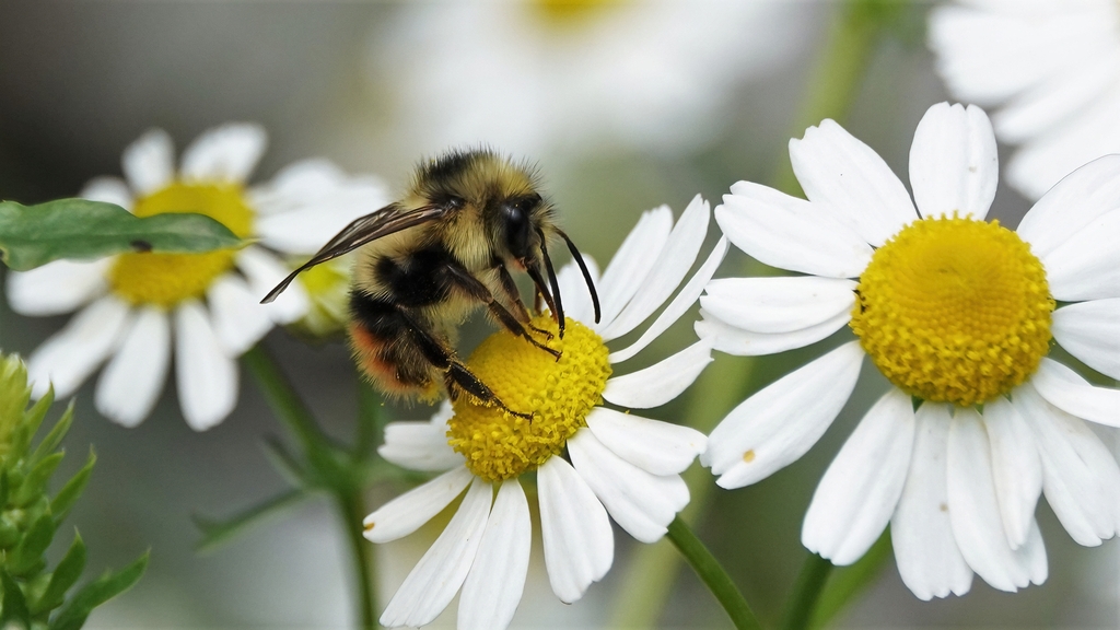 Fuzzy-Horned Bumble Bee from Nanaimo, BC, Canada on June 13, 2022 at 02 ...