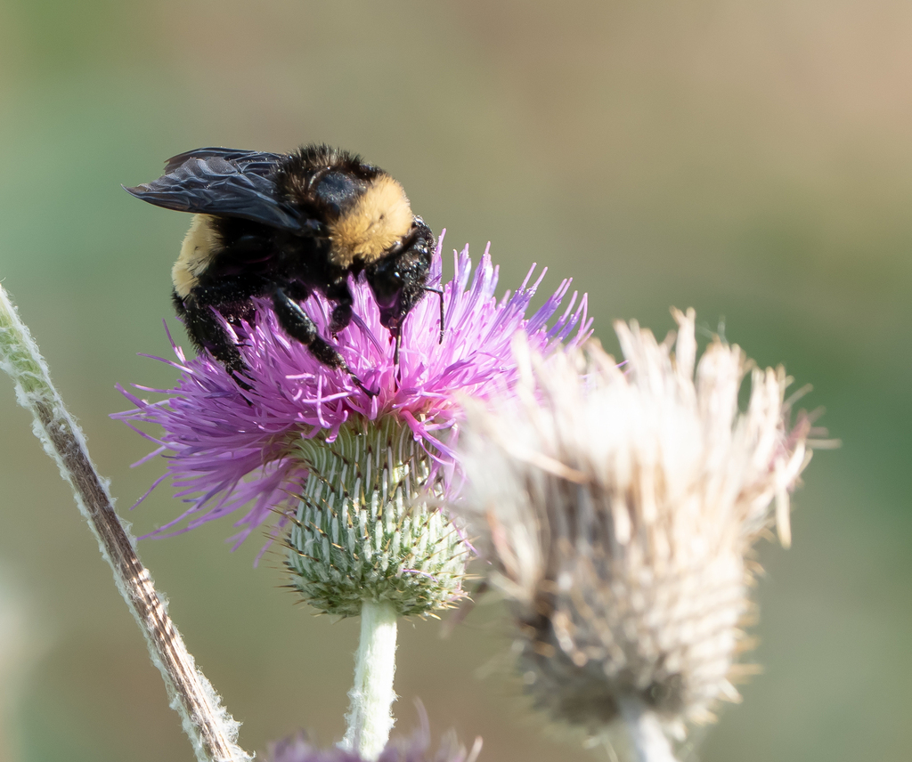 Bumble Bees from Waco, TX, USA on June 16, 2022 at 09:10 AM by John ...