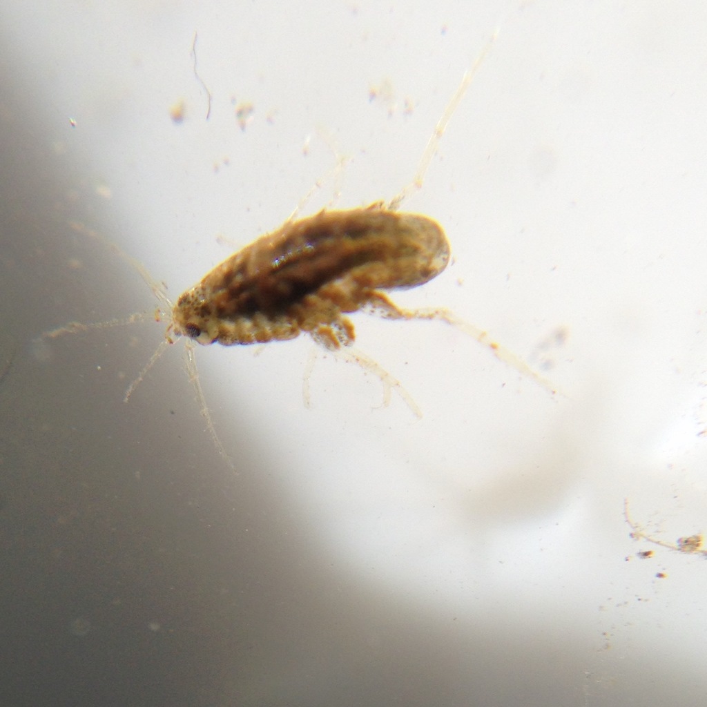 Paracalliope (Battle hill Farm aquatic stream animals) · BioDiversity4All