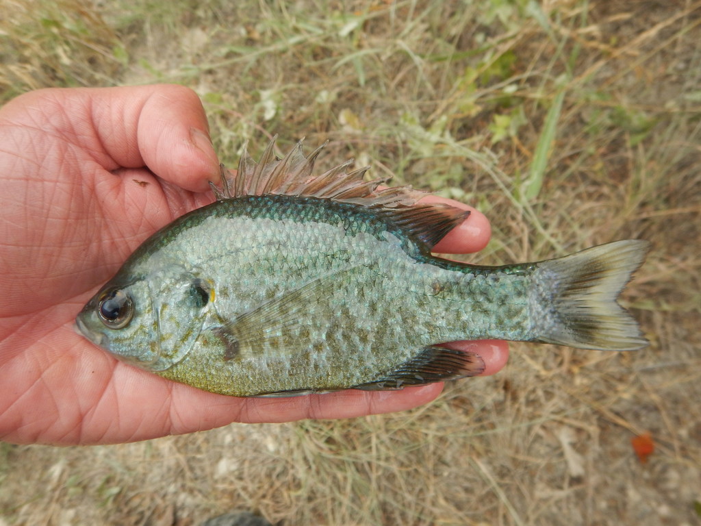 Redear Sunfish (Wildlife and Wildflowers of Texas - Fish) · iNaturalist