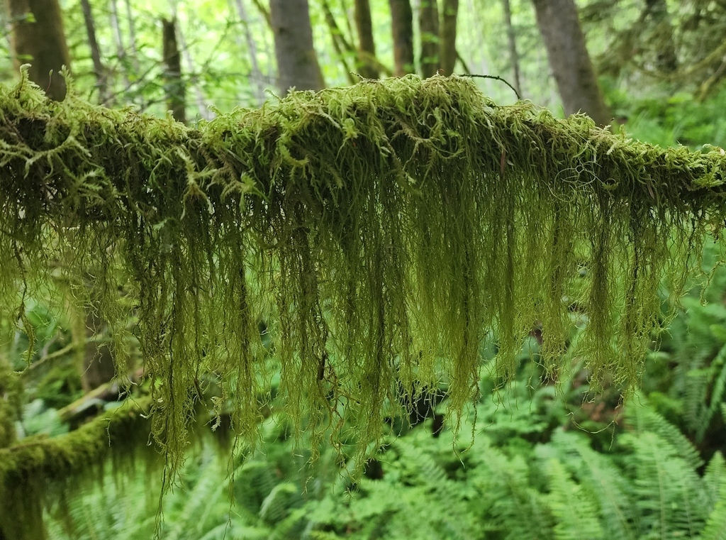Cat's Tail Moss from Squamish-Lillooet, BC, Canada on June 12, 2022 at ...