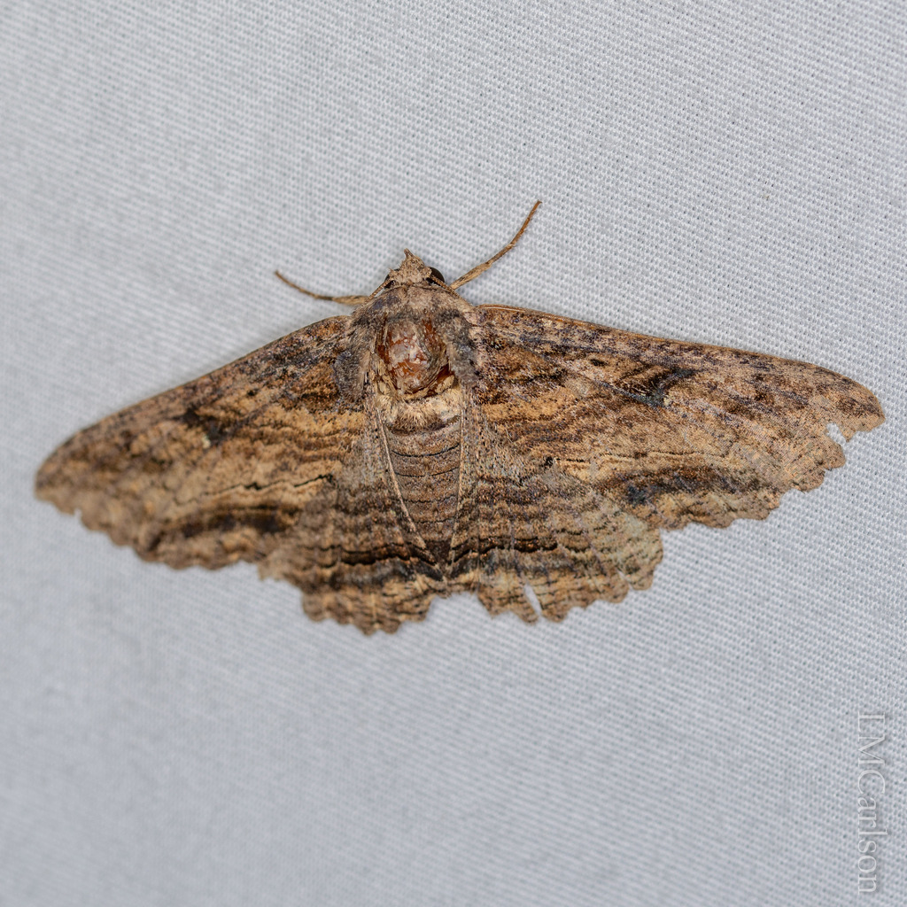 Lunate Zale Moth from Pasture Rd, Hillsborough, NC 27278, USA on June ...