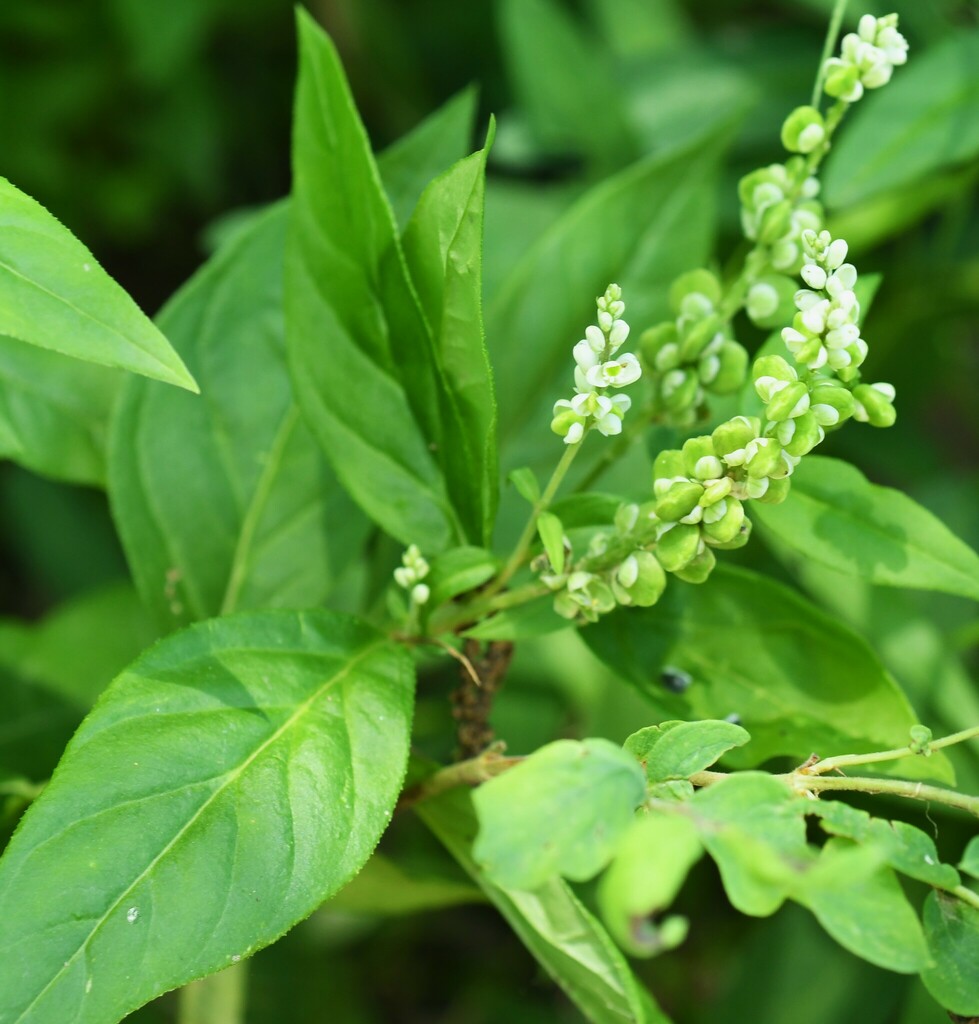 Seneca snakeroot from Washington County, AR, USA on June 19, 2022 at 12 ...