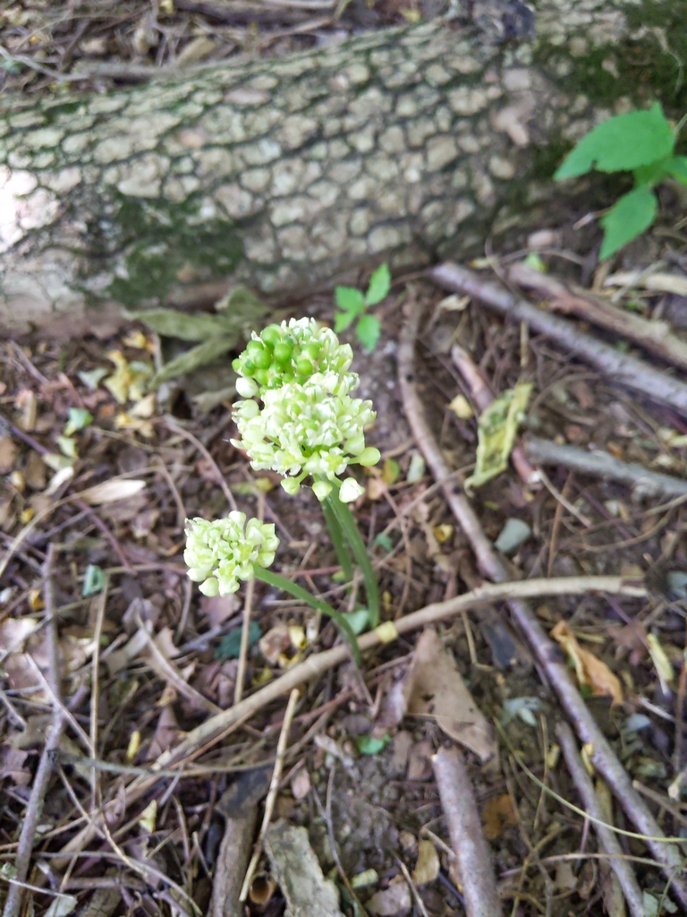 small white leeks from Centerville, OH, USA on June 19, 2022 at 03:02 ...