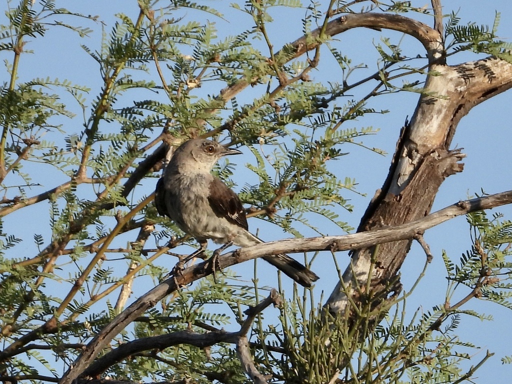 Northern Mockingbird from W Casey Abbott Dr S, Goodyear, AZ, US on June ...