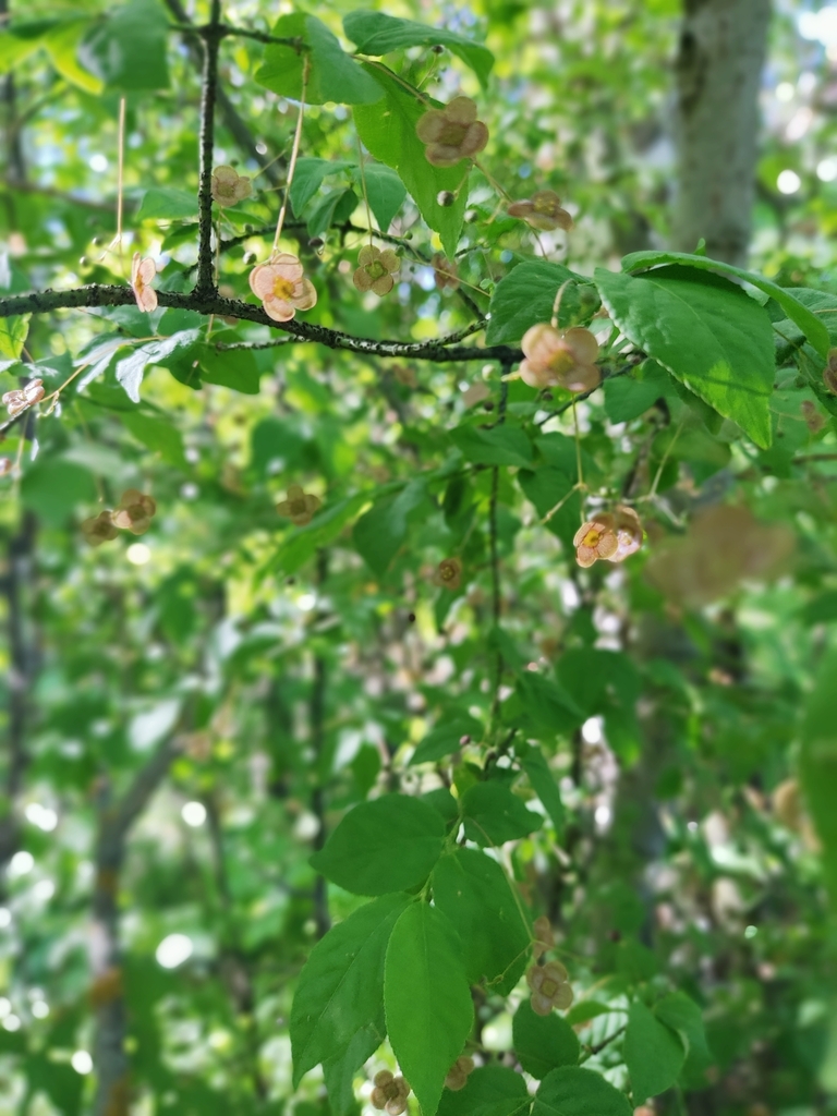 Warty-barked Spindle from Тульская обл., Россия, 301334 on June 08 ...