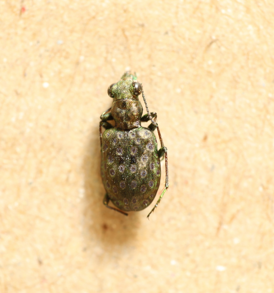 Elaphrus riparius from Oudalle, France on April 14, 2022 at 09:11 PM by ...