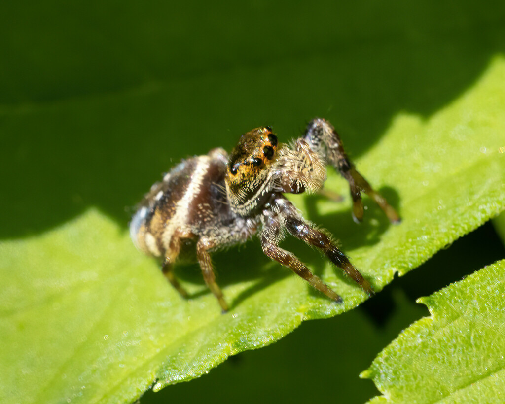Golden Jumping Spider from Herndon, PA, USA on June 19, 2022 at 10:09 ...