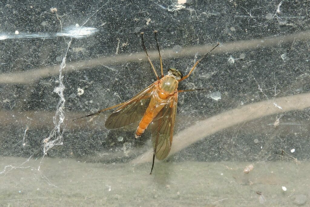 Marsh Snipe Fly from Миропіль, Житомирська область, Україна, 13033 on ...