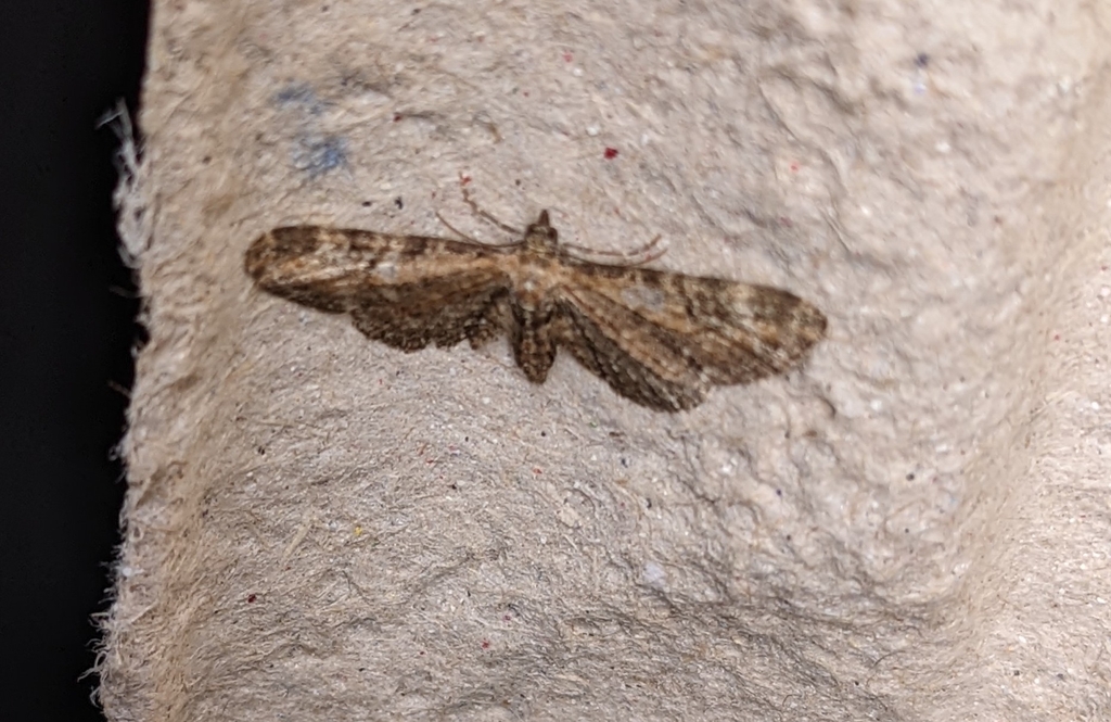 Pug Moths from St Boswells, Melrose TD6 0AD, UK on June 19, 2022 at 09: ...