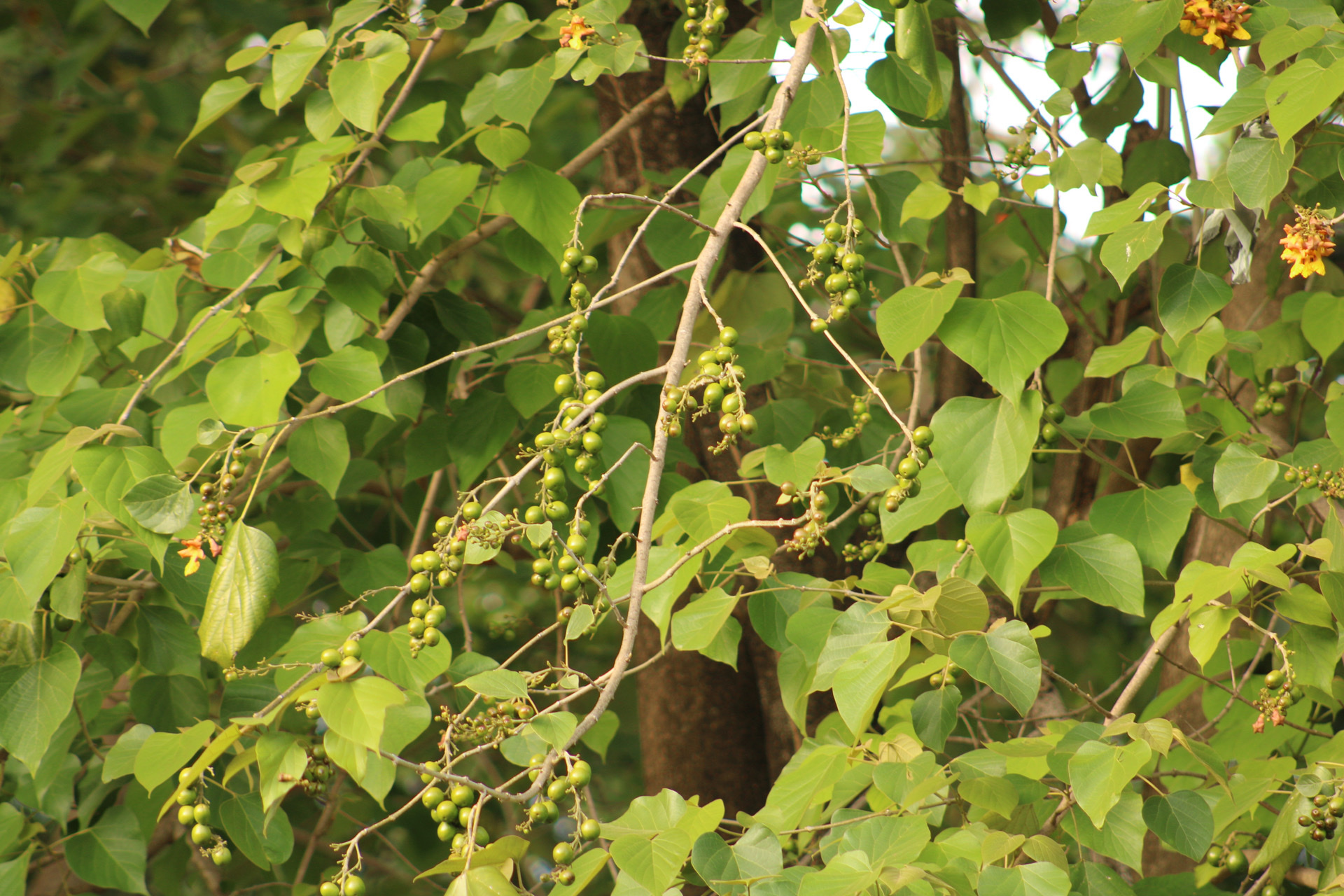 Gmelina arborea Roxb. ex Sm.