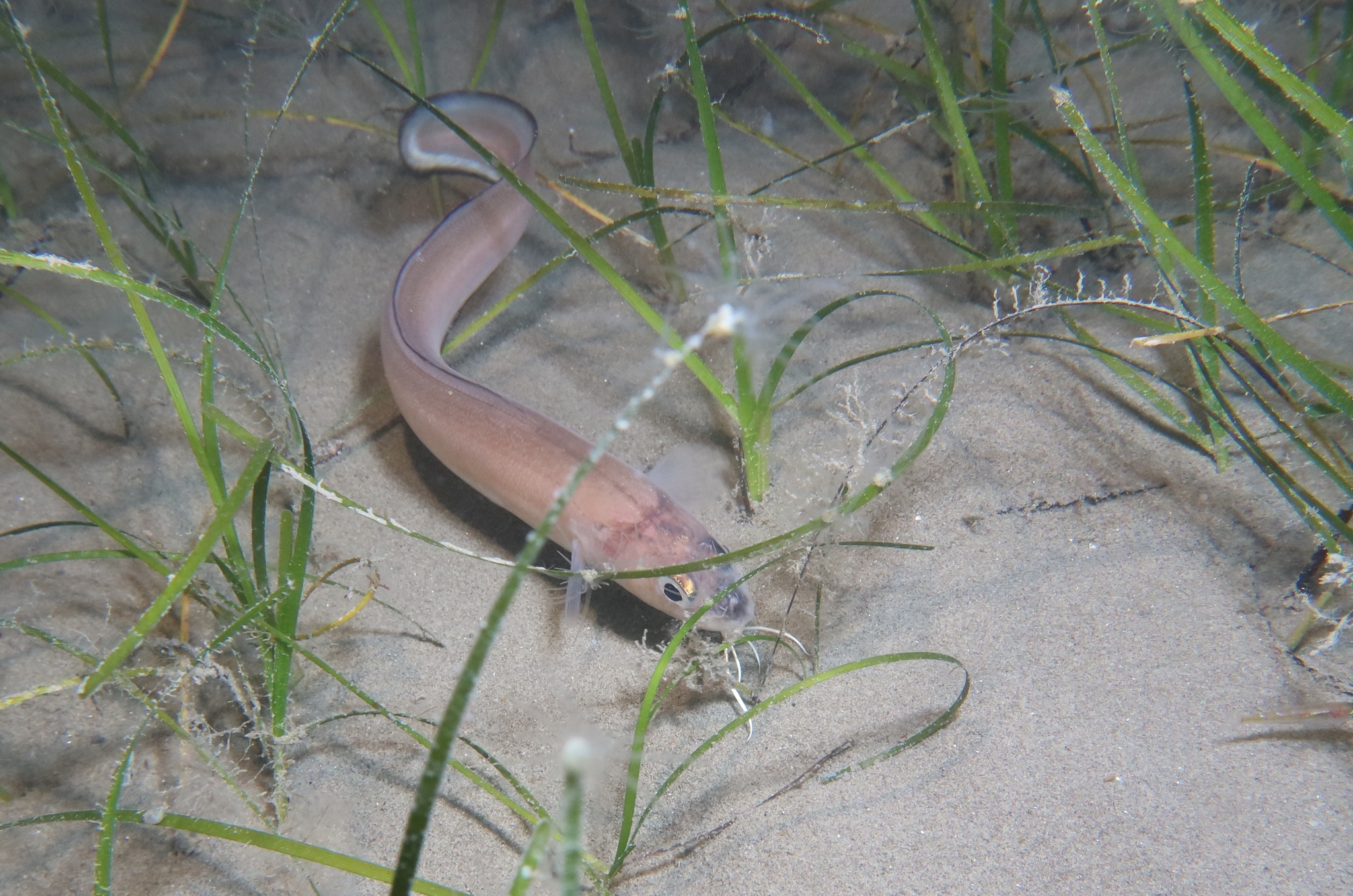 Ophidion rochei Müller, 1845