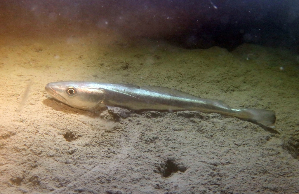 European Hake (Merluccius merluccius) - Marine Life Identification