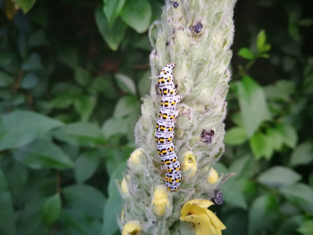 Mullein Moth from Birmingham B29, UK on June 19, 2022 at 08:35 PM by ...