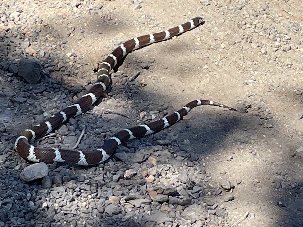California King Snake from Cleveland National Forest, Alpine, CA, US on ...