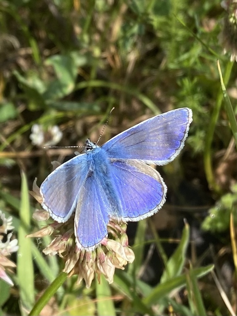 Common Blue from Richmond Hill, Leeds, England, GB on June 19, 2022 at ...