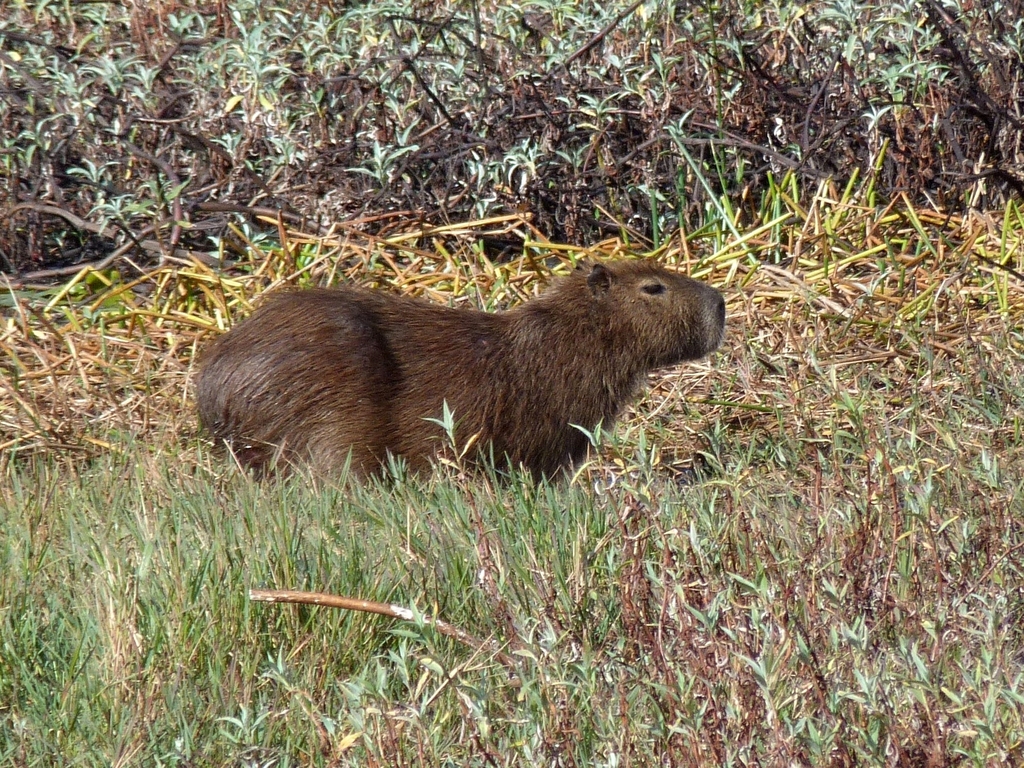 Capybara from Distrito Industrial, Rio Claro - SP, Brasil on June 19 ...