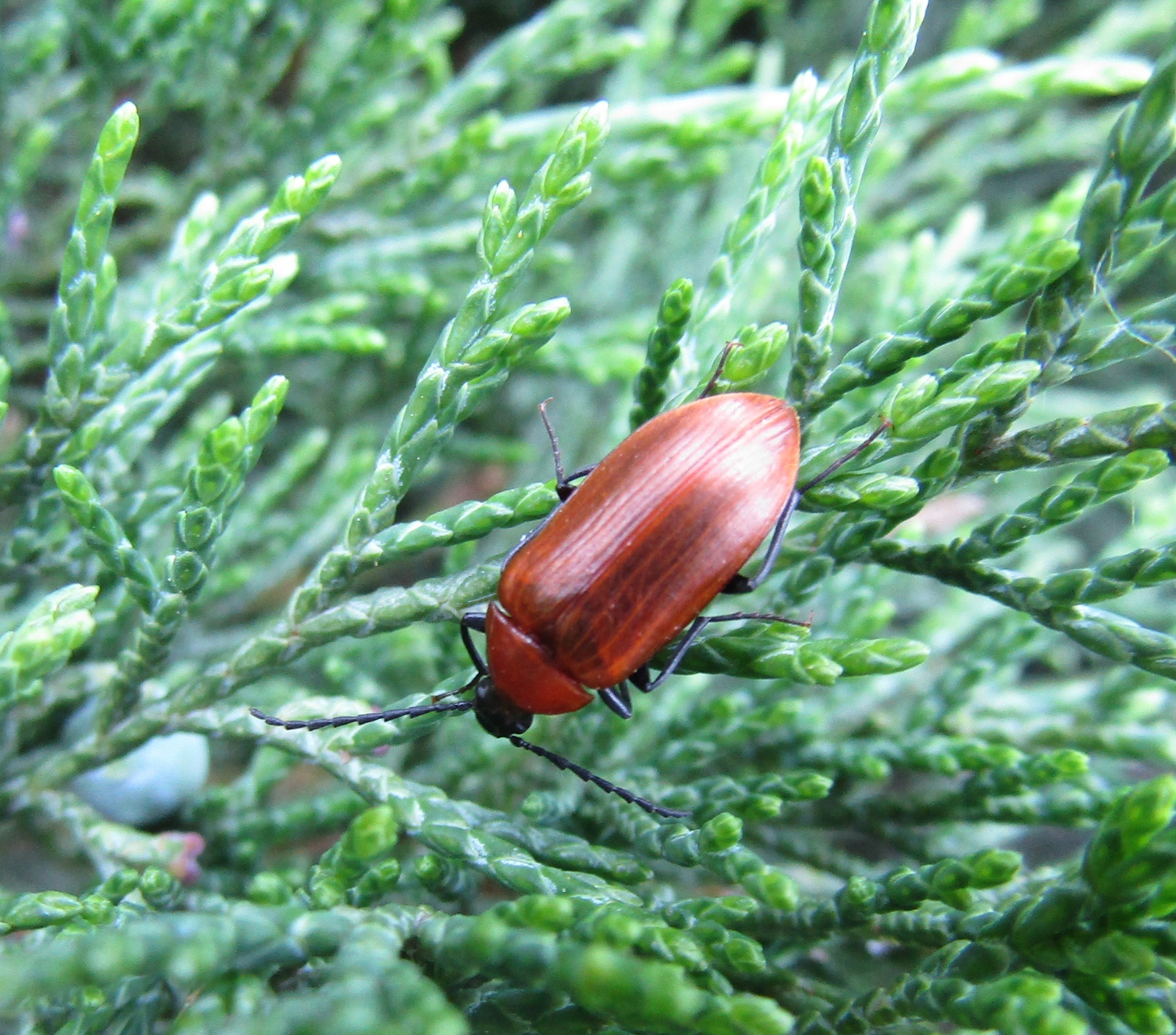 Pseudocistela ceramboides (Linnaeus, 1758)