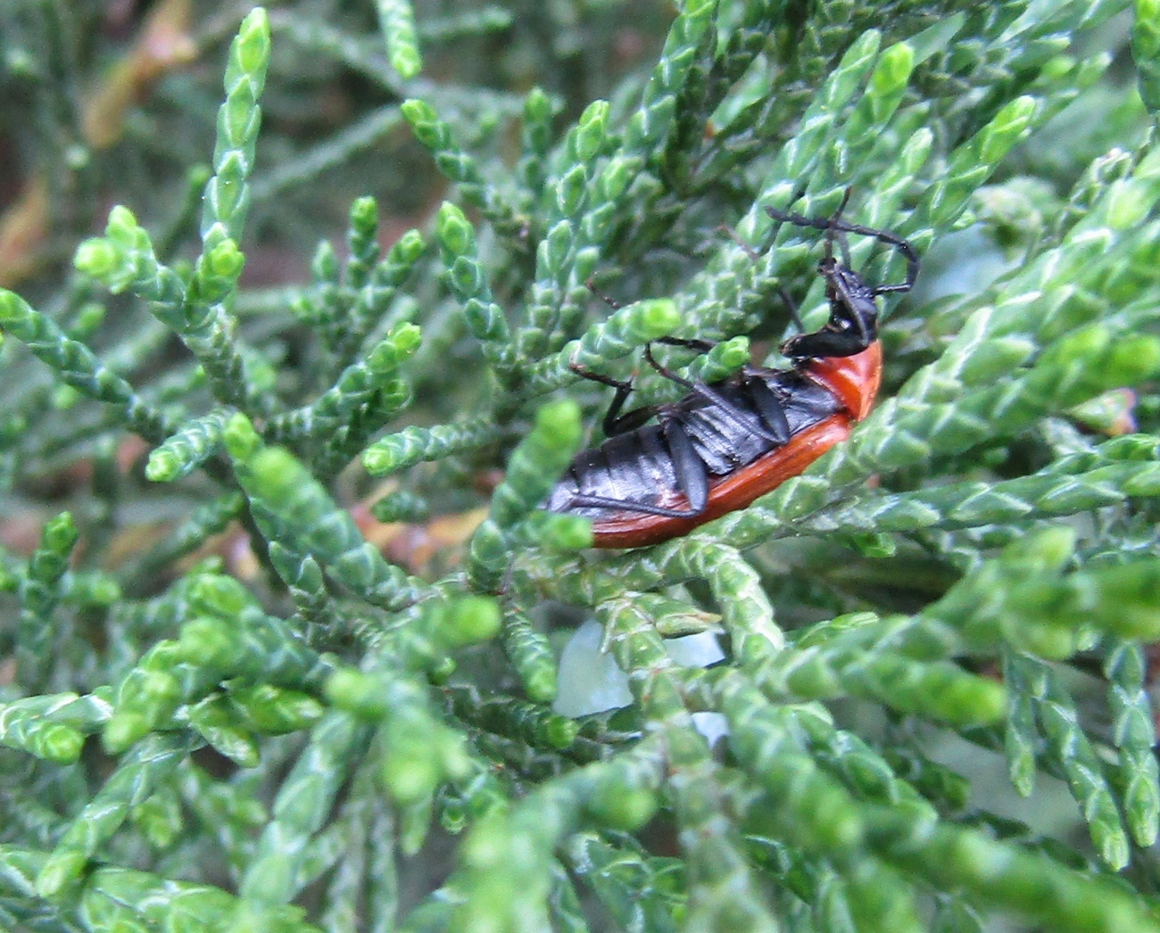 Pseudocistela ceramboides (Linnaeus, 1758)