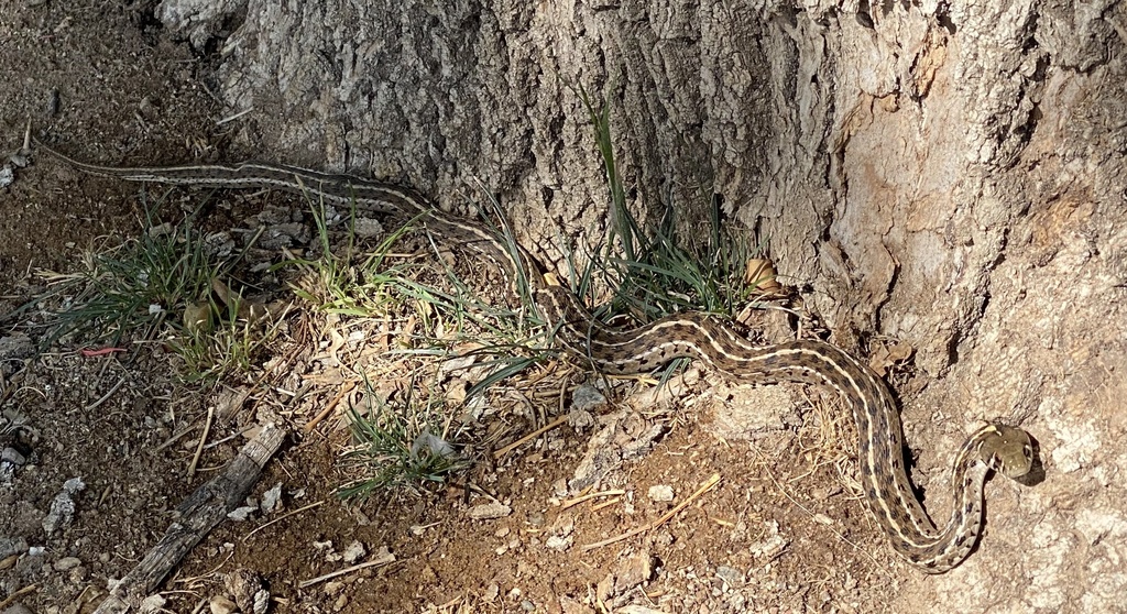 Checkered Garter Snake from S Pantano Rd, Tucson, AZ, US on June 19 ...