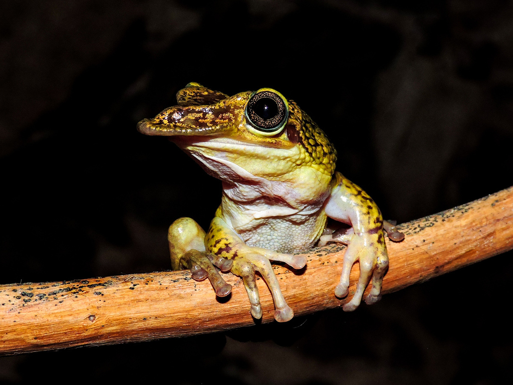 Duck-billed Tree Frog from Yelapa, Jalisco, MX on June 17, 2022 by ...