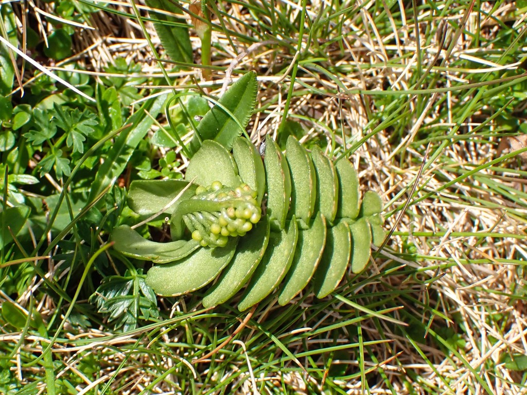 common moonwort from 82467 Garmisch-Partenkirchen, Deutschland on June ...