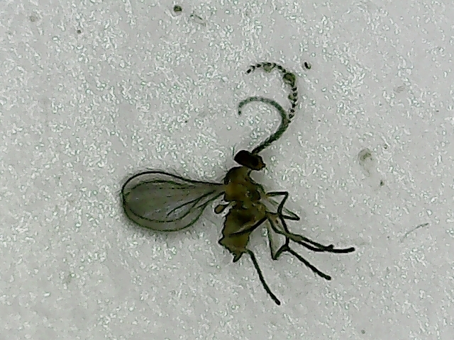 Gall and Forest Midges from Meadows, Indianapolis, IN, USA on June 19 ...