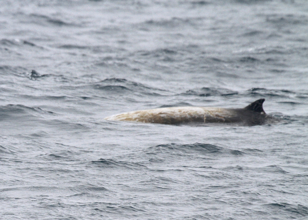 Beaked Whales (Ziphiidae) - Marine Life Identification