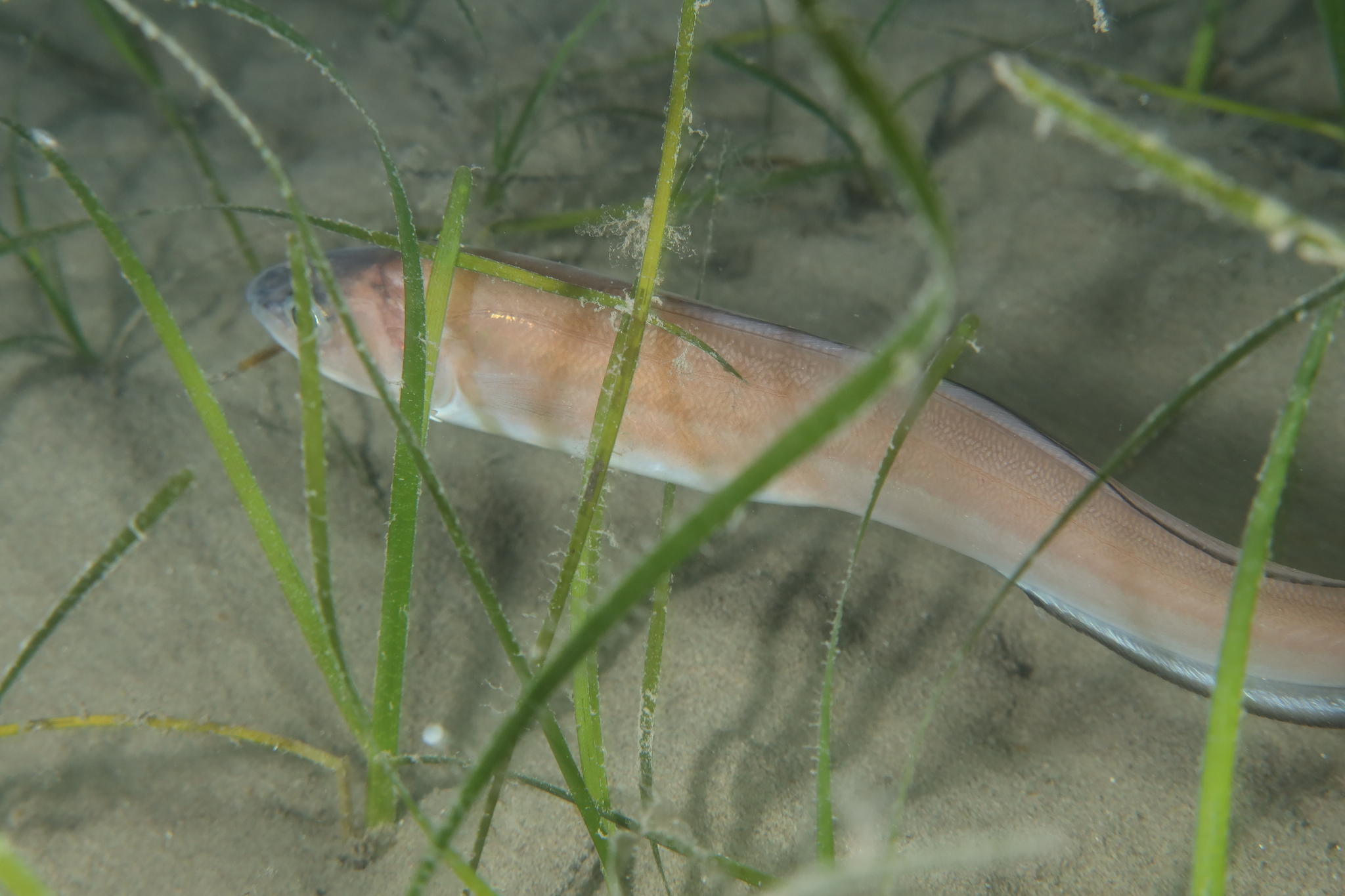 Ophidion rochei Müller, 1845