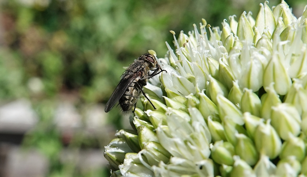 Cluster Flies from Nanaimo, BC, Canada on June 17, 2022 at 12:41 PM by ...