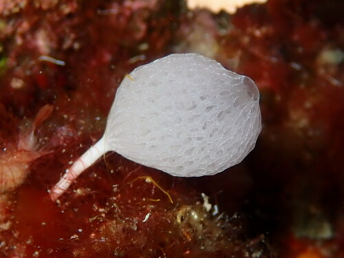 Clathrina lacunosa · iNaturalist