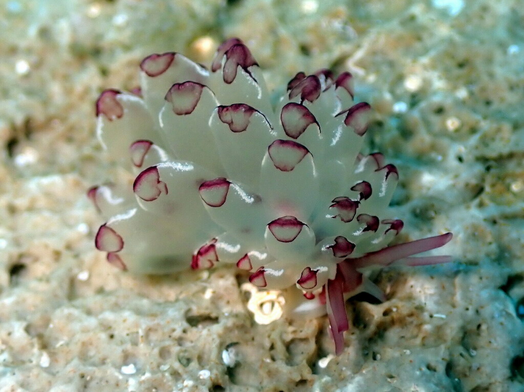 Harlequin Glass-slug (Gastropods of the United States Pt.8) · iNaturalist