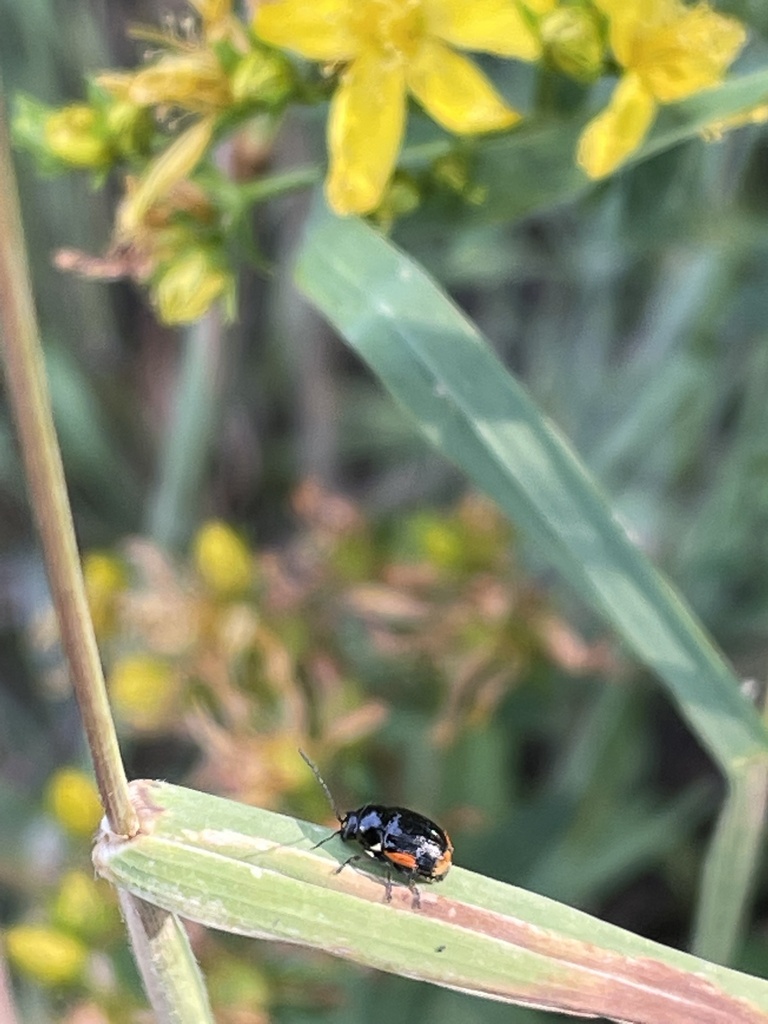 hypericum pot beetle in June 2022 by Karsten Mody · iNaturalist