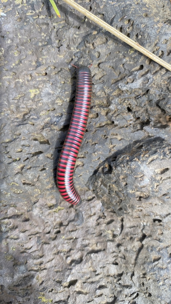 Spirobolida in June 2022 by ejidotlacotenco. Tomada por: Antonio ...