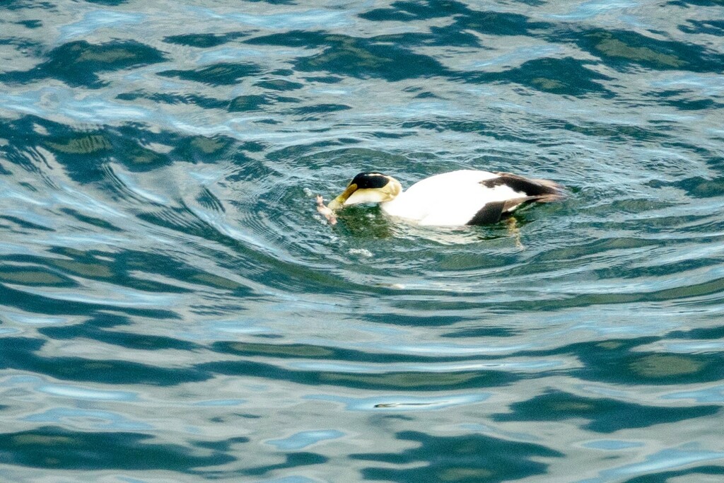 Common Eider from North Rustico, PE, Canada on June 19, 2022 at 09:13 ...