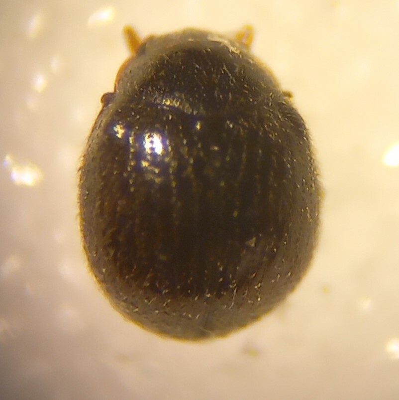 Sphindidae