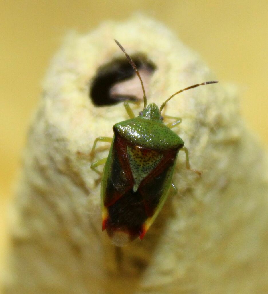 Birch Shield Bug from Netherton, Dudley, UK on June 18, 2022 at 06:00 ...