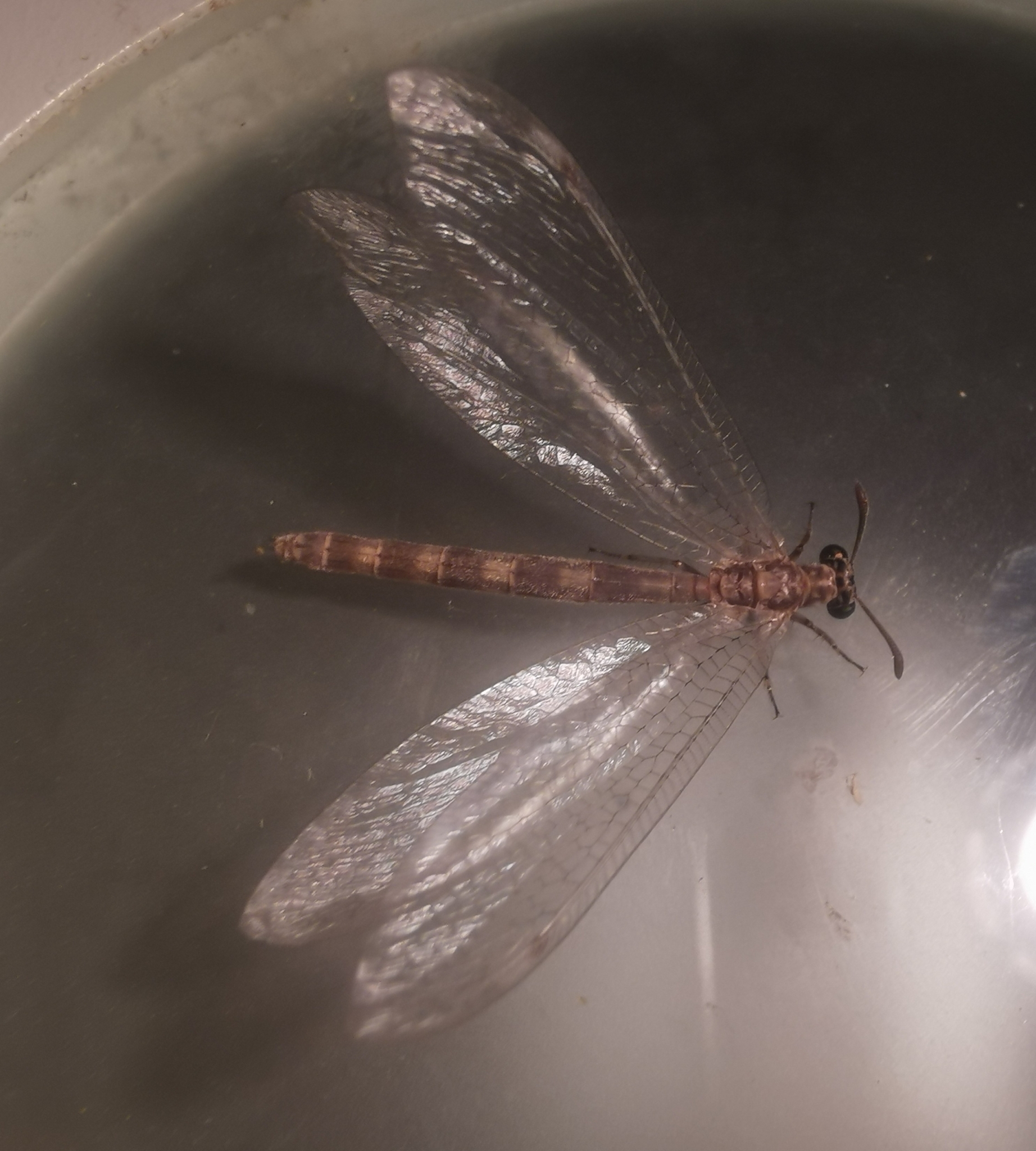 Myrmeleon inconspicuus Rambur, 1842