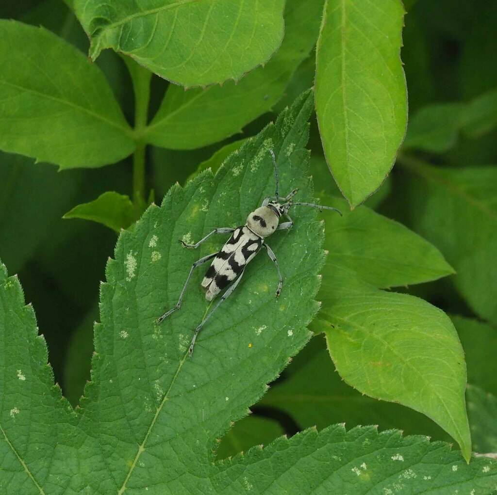 Chlorophorus graphus from Yulin, Taiwan, Taiwan on June 17, 2022 at 11: ...