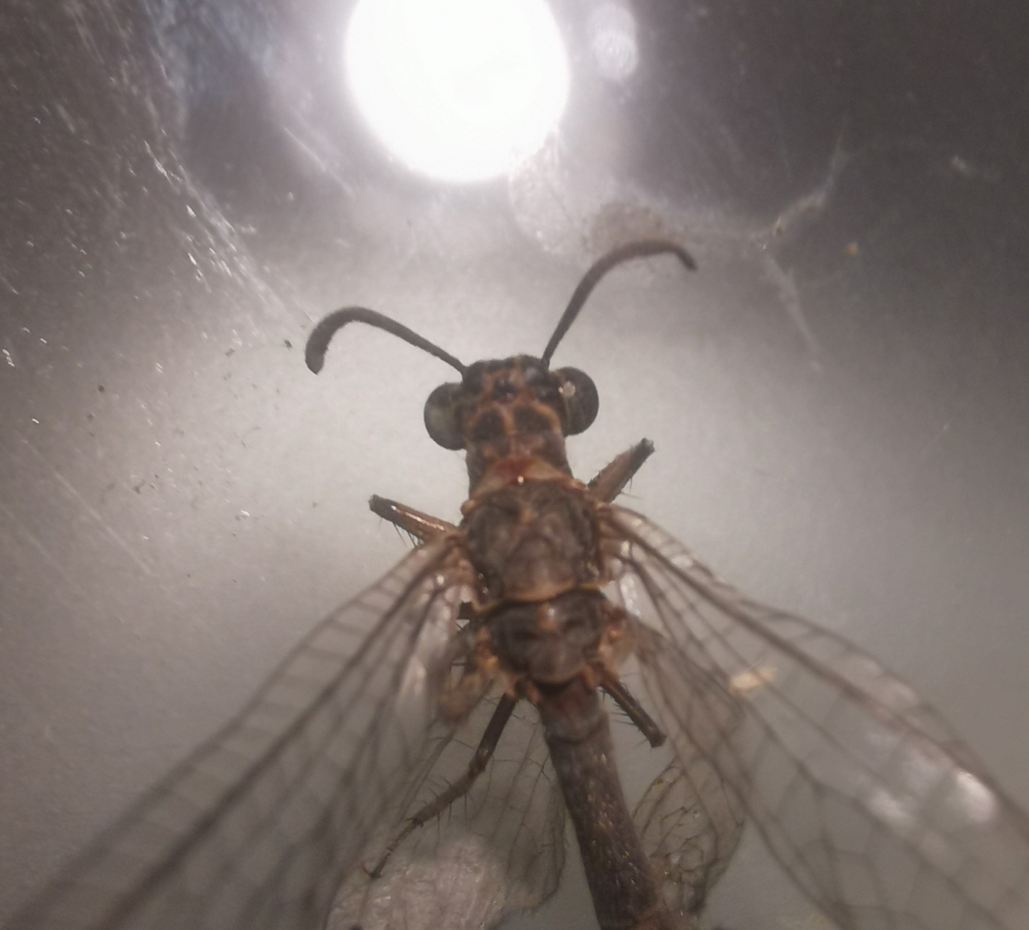 Myrmeleon inconspicuus Rambur, 1842