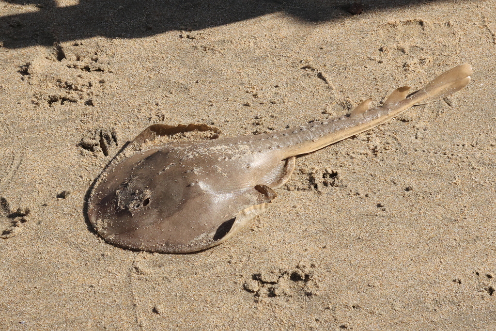 Thornback Guitarfish from Imperial Beach, CA, USA on June 19, 2022 at ...