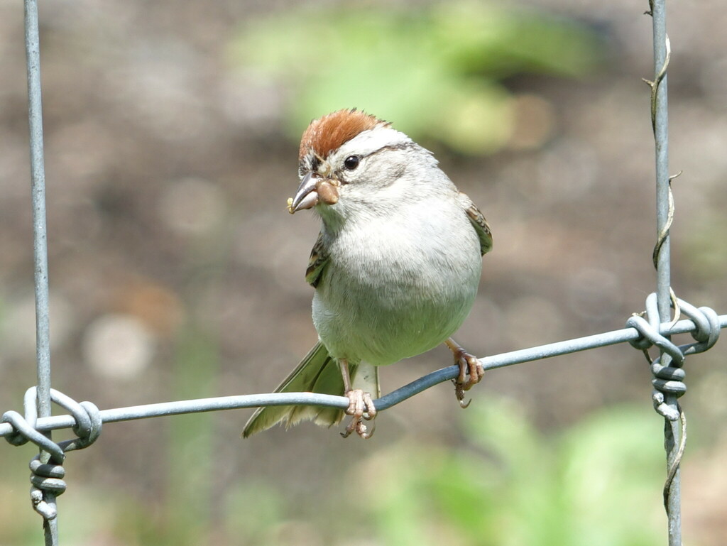 Chipping Sparrow from Sechelt, BC, Canada on June 19, 2022 at 02:31 PM ...