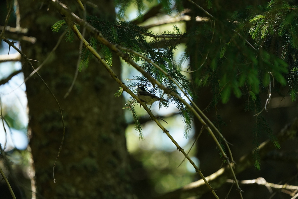 Marsh Tit from Waldshut, Baden-Württemberg, Germany on June 13, 2022 at ...