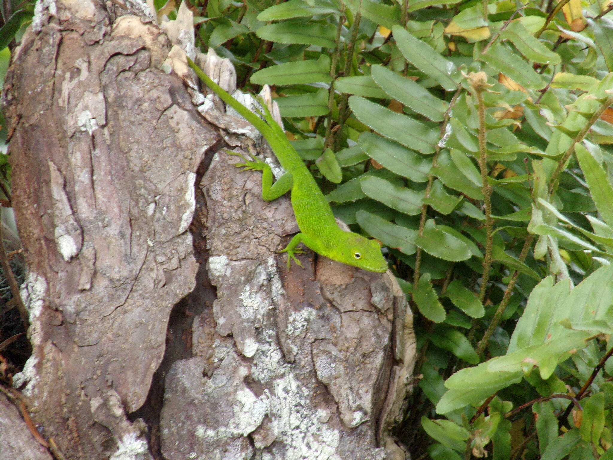 Anolis garmani Stejneger, 1899