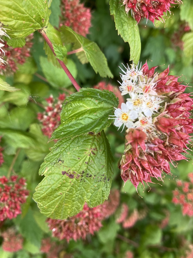 Pacific ninebark from Jericho Beach Park, Vancouver, BC, CA on June 19 ...