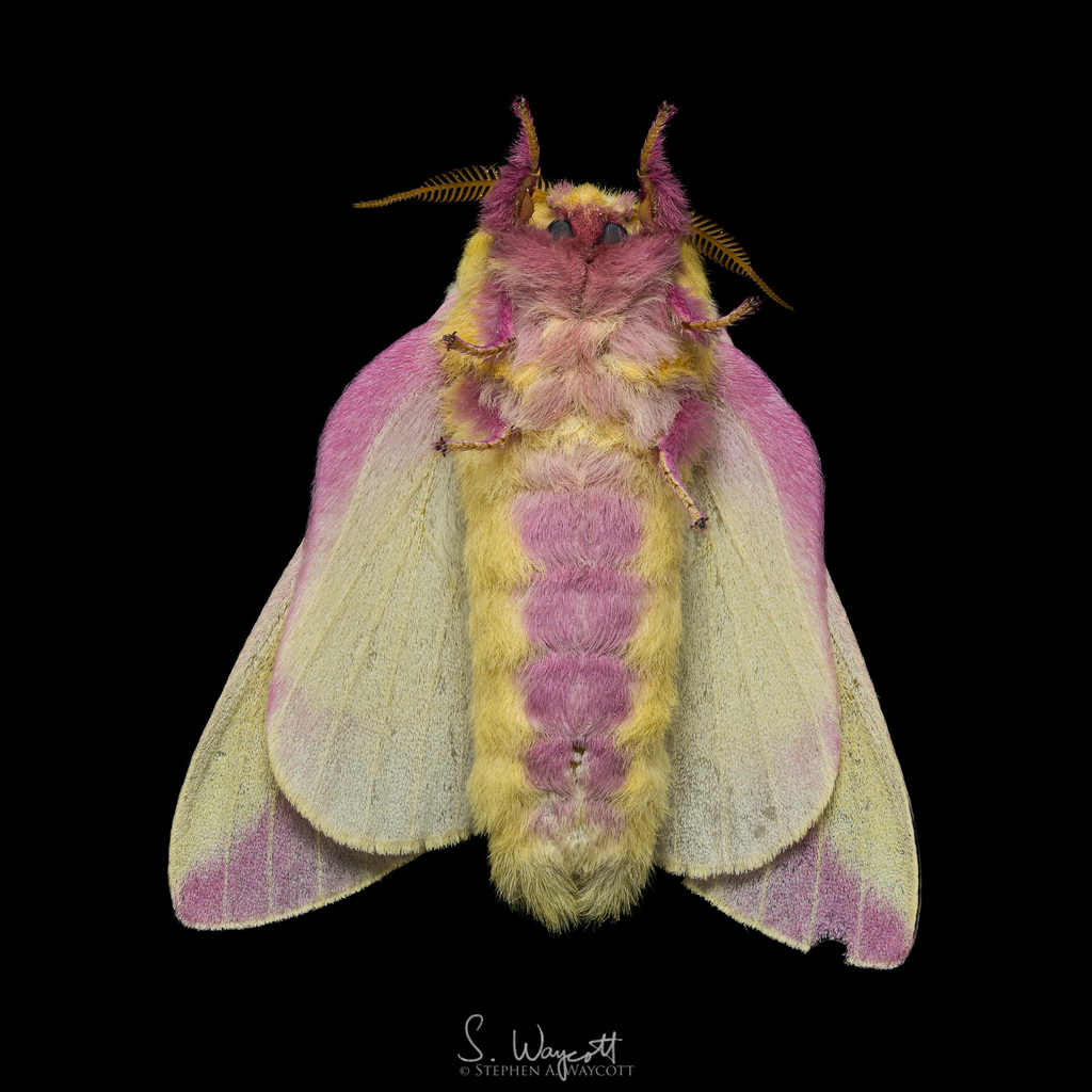 Rosy Maple Moth from Hanwell, NB, Canada on June 15, 2022 at 11:28 PM ...